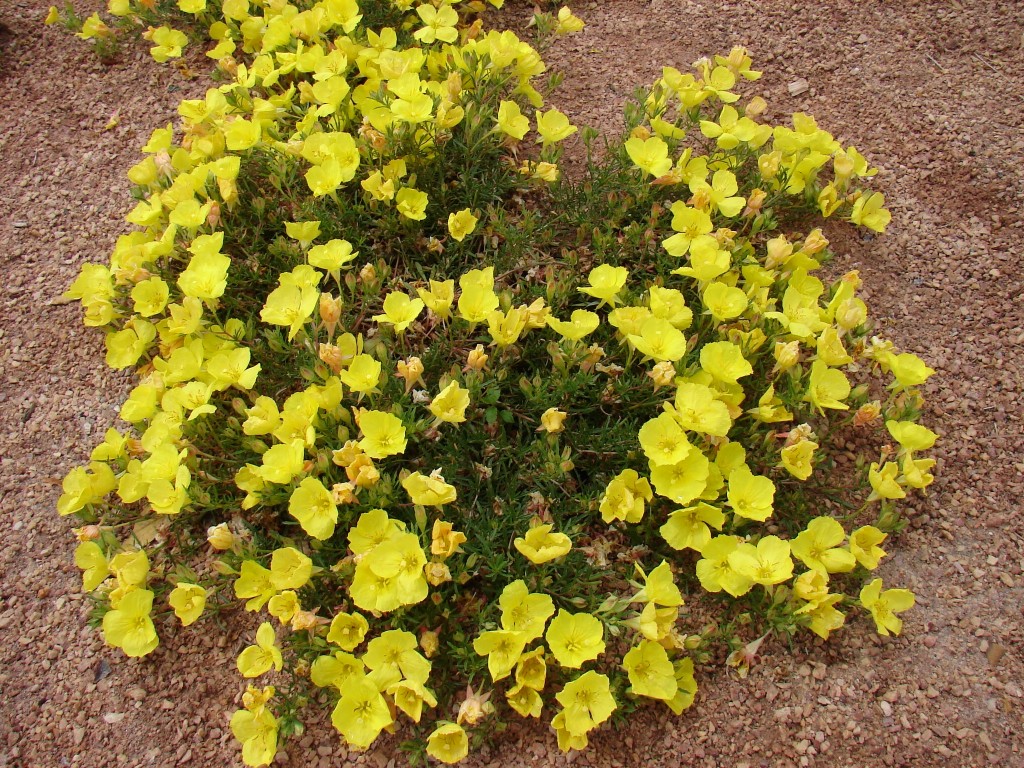 A glow of gold from the prairie – Prairie Lode Sundrops | Plant Select