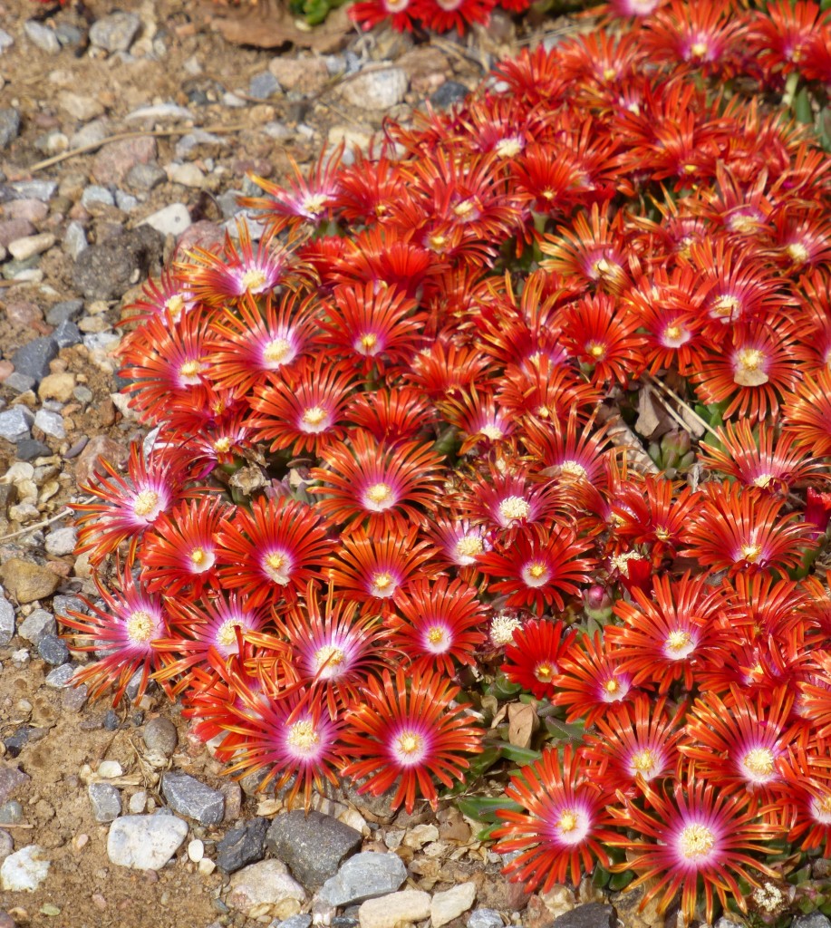 Look into the Flame (Red Mountain® Flame Ice Plant, That Is) | Plant Select