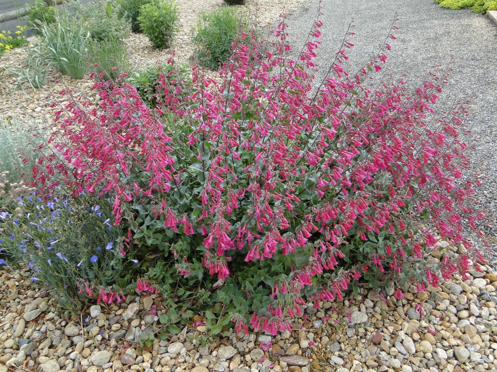 Penstemon “primo” (desert penstemon or desert beardtongue) | Plant Select