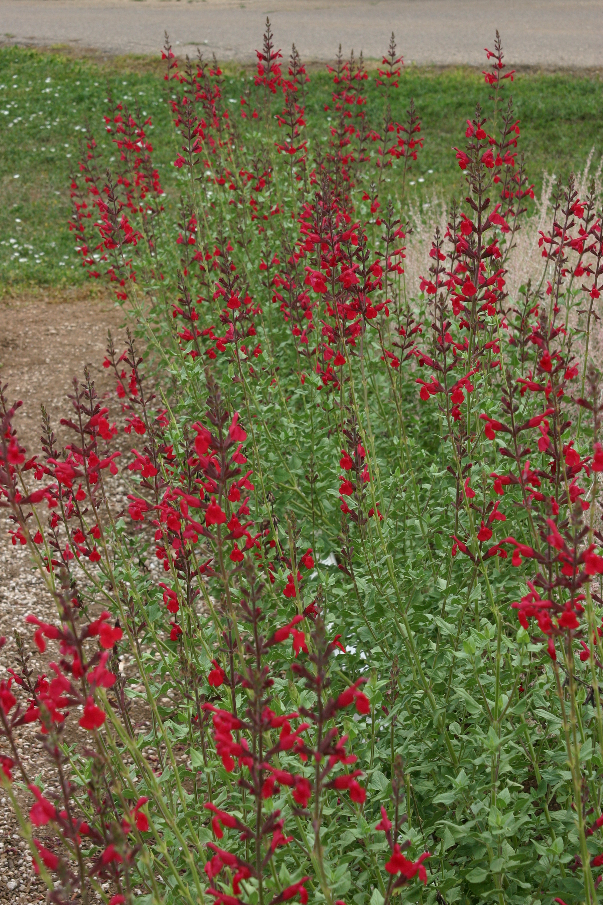 Bring on the hummers with WINDWALKER royal red salvia | Plant Select
