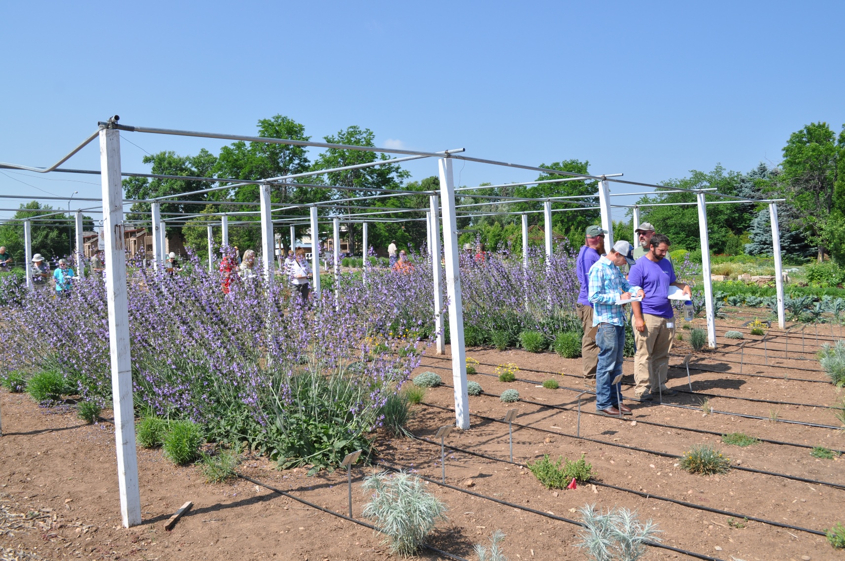 Plant trials flourish at Colorado State Univ. | Plant Select