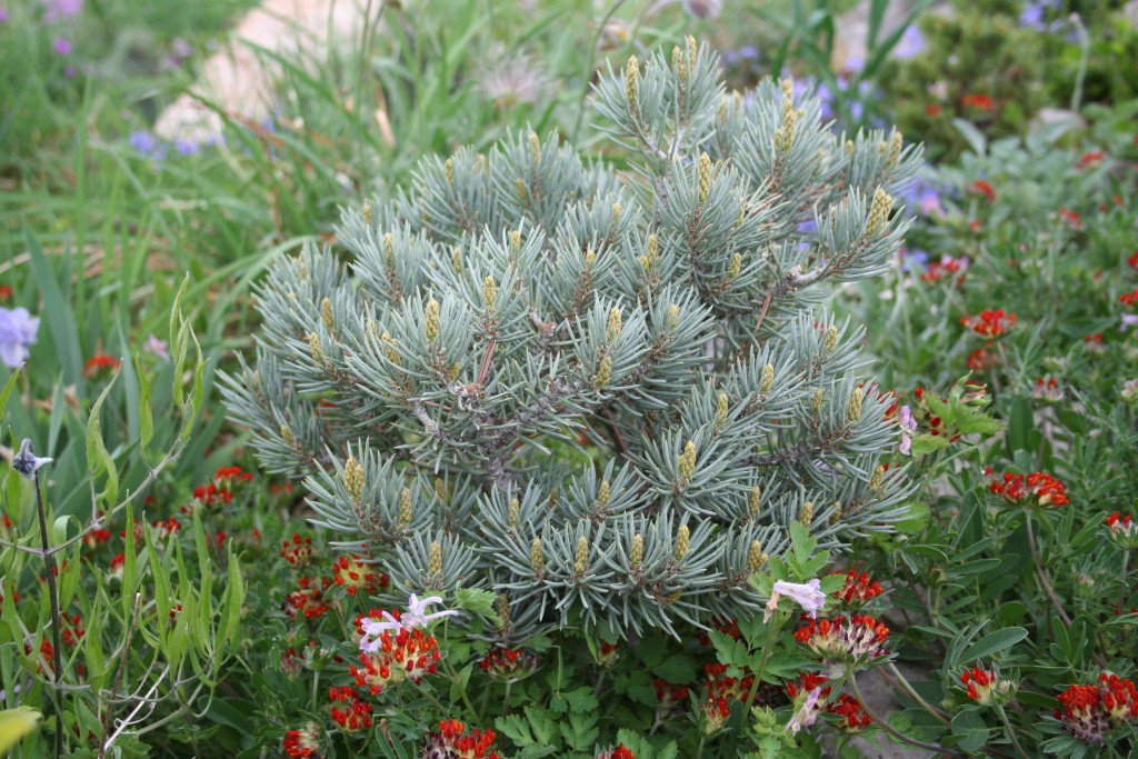 Blue Jazz Pinon Pine – A Cool Note for a Hot Garden | Plant Select