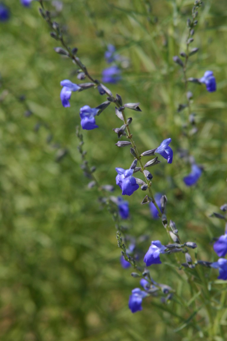 A Gem for your Garden: Autumn Sapphire sage | Plant SelectPlant Select