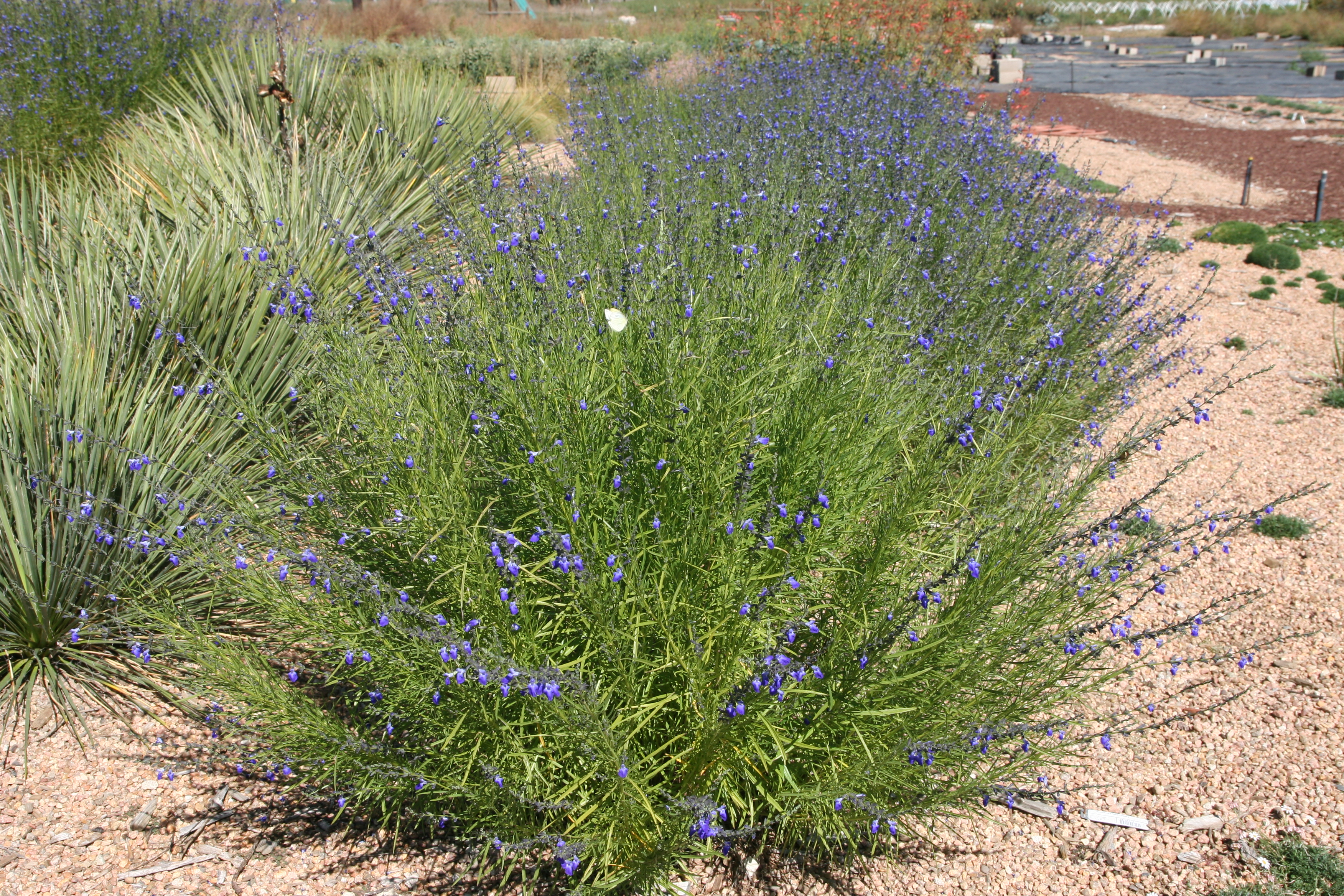 Salvia reptans f1 Brooke Colburn (3) | Plant Select
