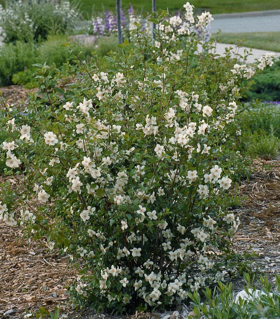 Meet our Native Mock Orange | Plant Select | ISNCA