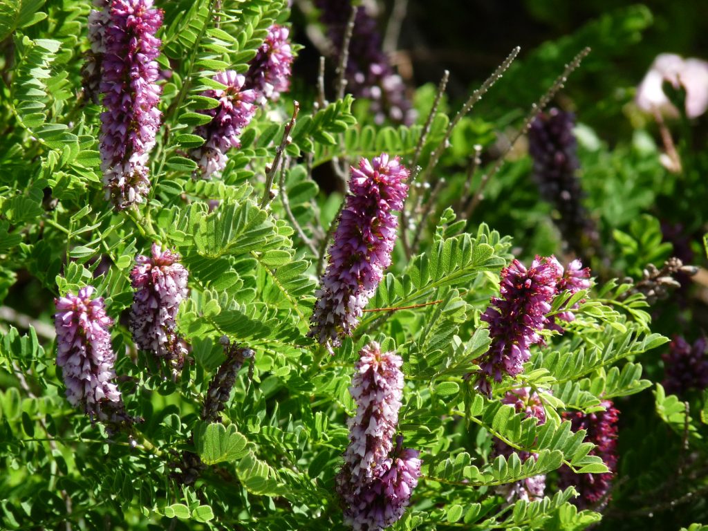 Dwarf Leadplant- A Great Plains native that feeds itself with a little ...