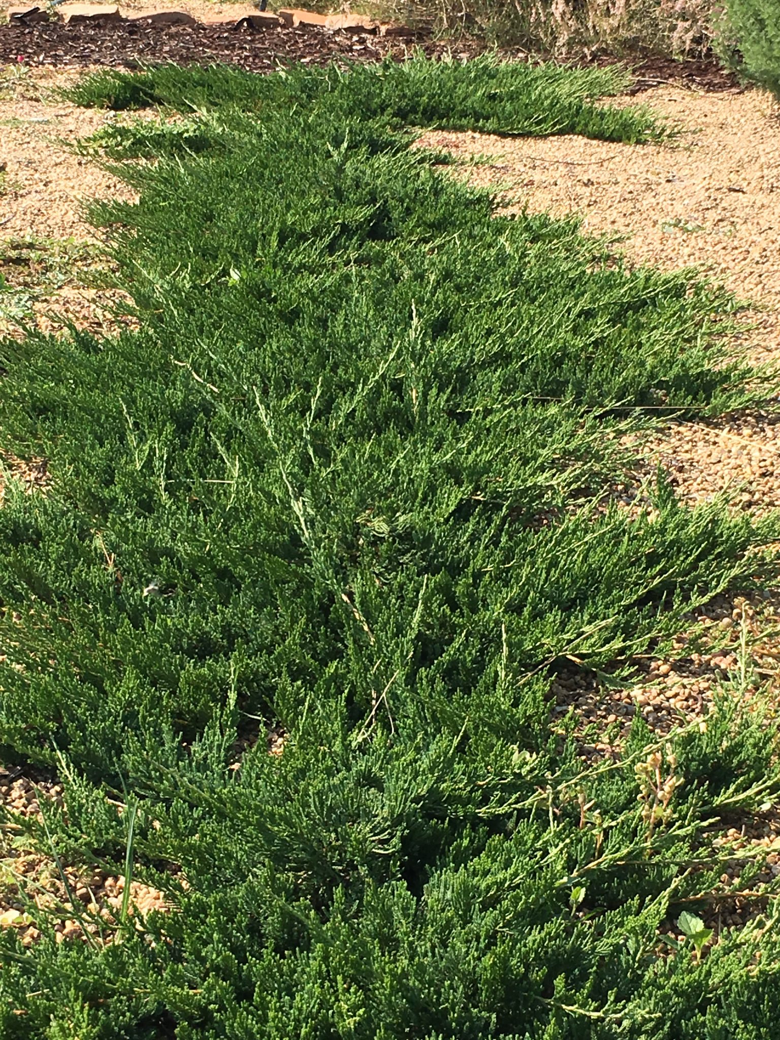 Guernsey Green Juniper, WINDWALKER® Series – Juniperus horizontalis ...