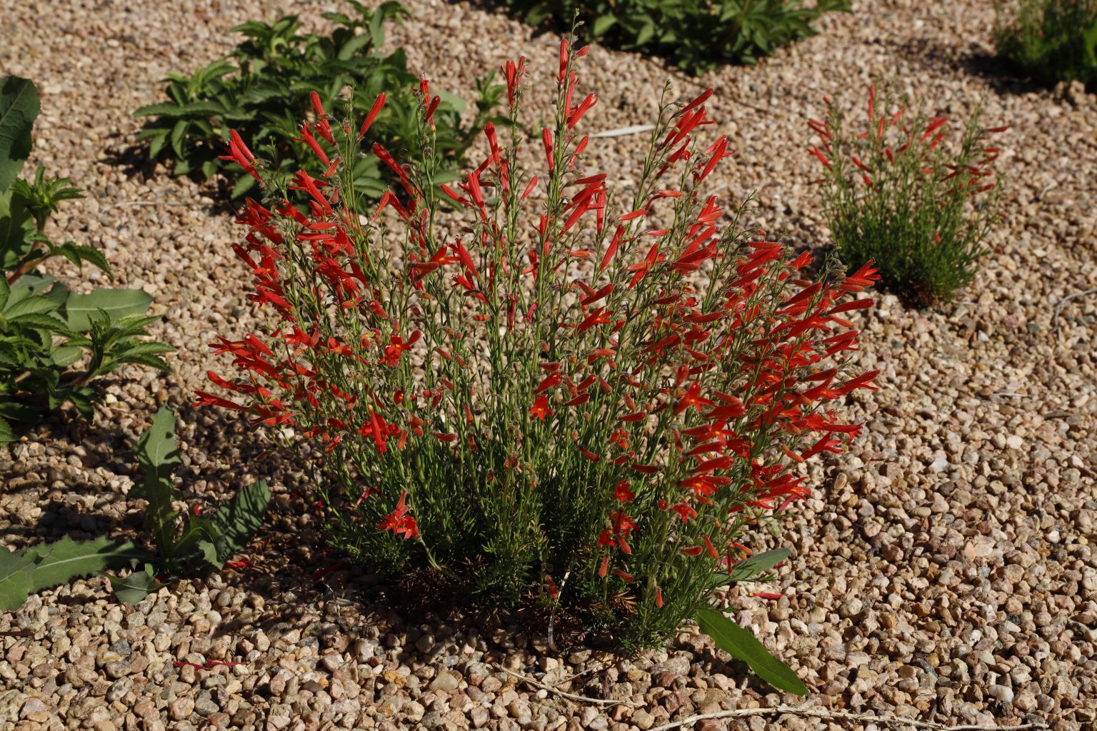HALF PINT® Pineleaf Penstemon – Penstemon pinifolius ‘Compactum ...