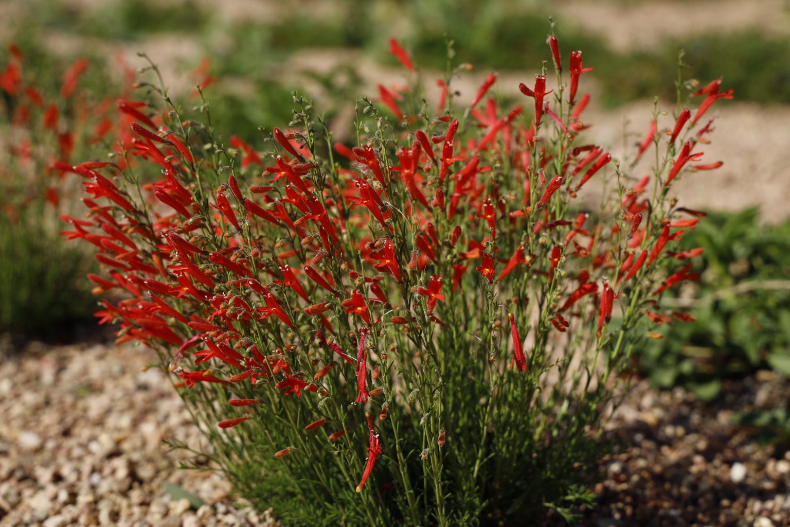 HALF PINT® Pineleaf Penstemon – Penstemon pinifolius ‘Compactum ...