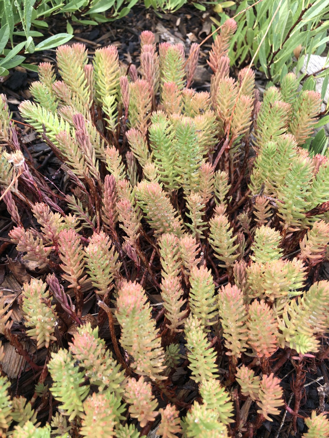 WINTER FIRE® Sedum – Petrosedum rupestre ‘Rice Creek’ | Plant Select