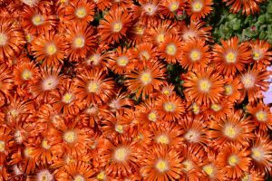 Delosperma Granita® Orange Ice Plant: The Icing on the Cake | Plant Select