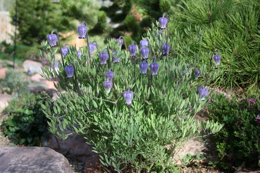 Scott’s Sugarbowls: A Mounding Clematis for Gardeners and Pollinators ...
