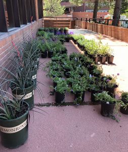 Case Study: Creating a Pollinator Garden in a Suburban Office Park