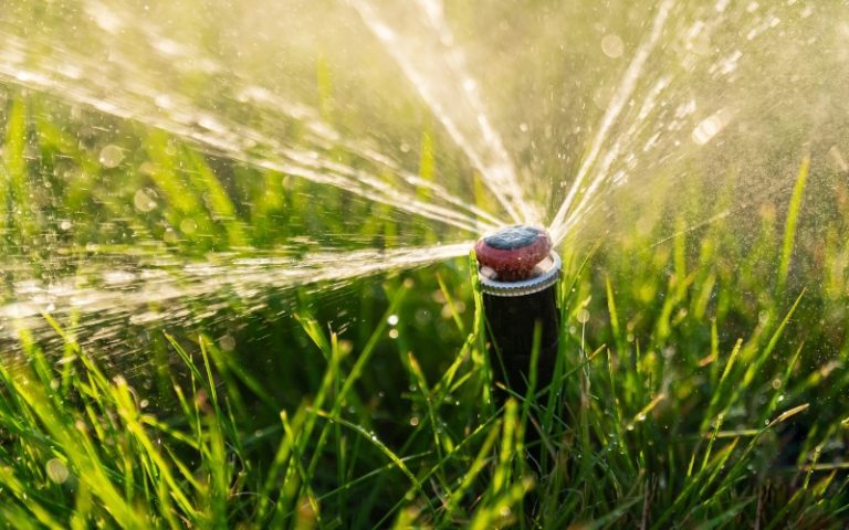 What Is Hydrozoning? And How It Helps You (and Your Plants)