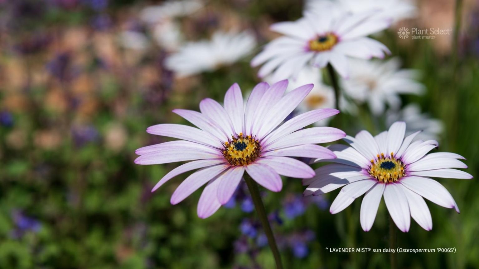 Creating a Xeric Garden in a Traditional HOA in ColoradoPlant Select