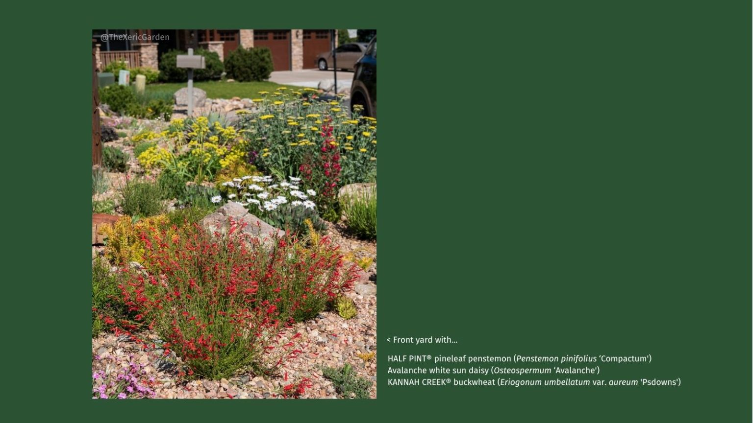 Creating a Xeric Garden in a Traditional HOA in ColoradoPlant Select
