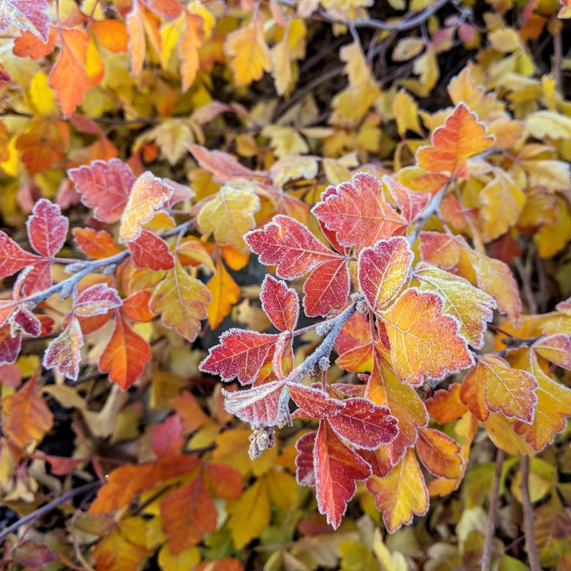 25+ Plants for Commercial Landscapes | Colorado, Utah & More