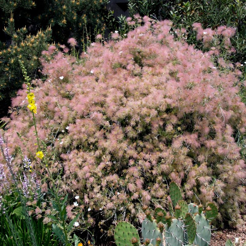 25+ Plants for Commercial Landscapes | Colorado, Utah & More