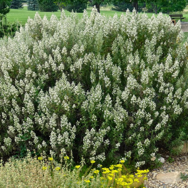 25+ Plants for Commercial Landscapes | Colorado, Utah & More